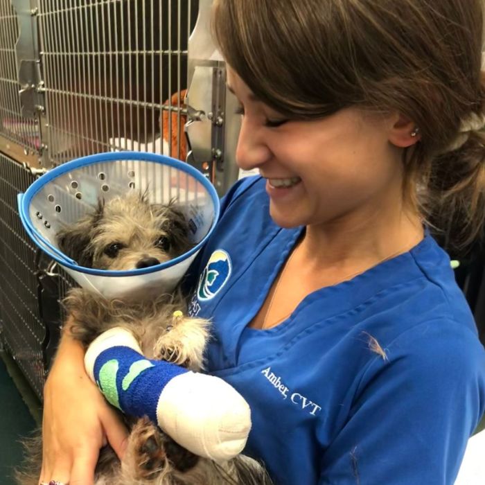 Veterinarian In Sarasota, FL 34231 | Suncoast Veterinary Emergency ...