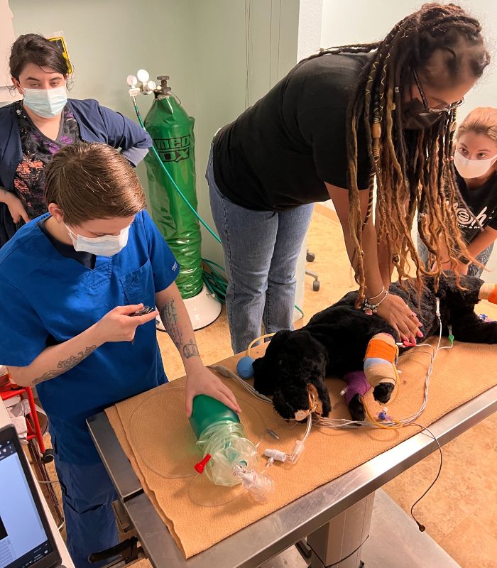 Recover Rescuer Certified | Suncoast Veterinary Emergency & Specialty ...